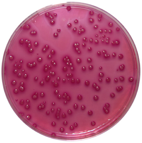 Violet Red Bile Glucose Agar (VRBG - acc. to ISO 21528) - Generon